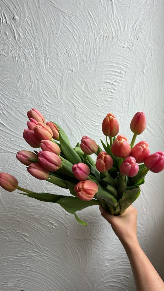Timeless Tulips - Pink Tulip Flowers
